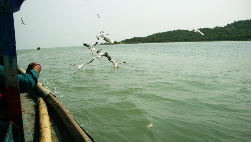 ଆସନ୍ତାକାଲି ଚିଲିକାରେ ହେବ ପକ୍ଷୀ ଗଣନା – Swadhikar